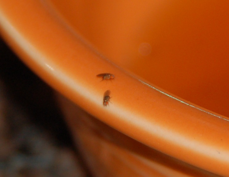 Die Fruit Flies, Die | Jen Kehl